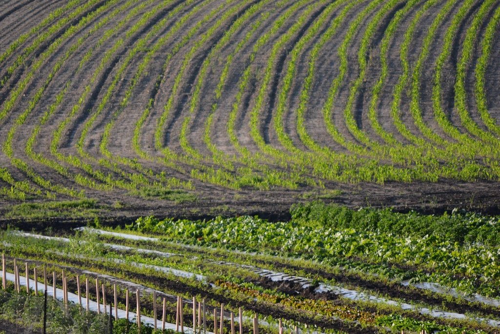 Introducing Lynn River Farm